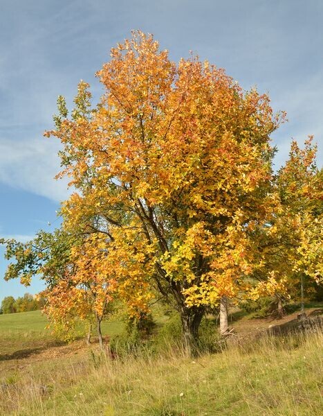 Die Echte Mehlbeere ist Baum des Jahres 2024 - Das Magazin für Profis ...
